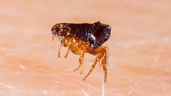 Blog - The Dangers Fleas Bring To Your Fort Worth Home