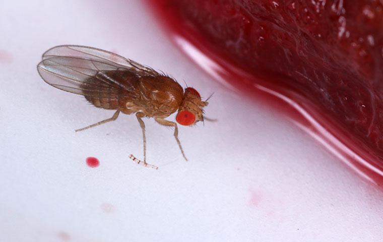 Fly Prevention 101: How To Keep Your Houston Home Fly-Free