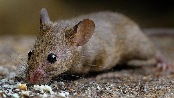 Blog - The Secret To Effective DIY Rodent Control In Fort Worth