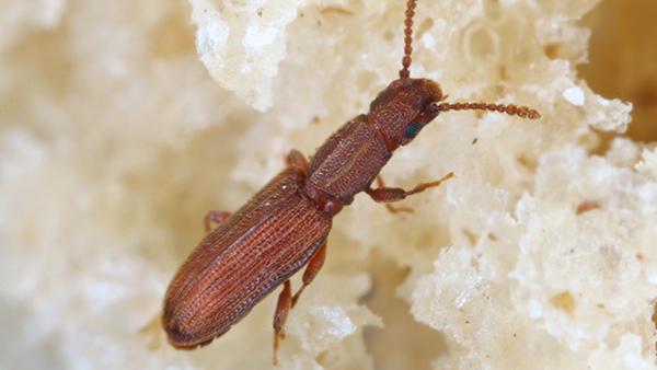 Blog - How To Keep Grain Beetles Out Of Your Plano Home
