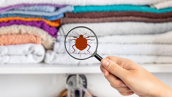 It Can Be Really Tricky To Get Rid Of A Flea Infestation In Your ...
