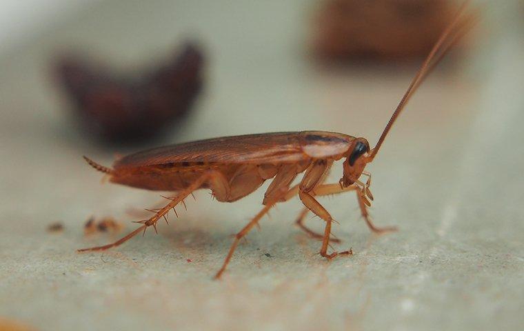 Effective Strategies For Eliminating Roaches From Your Houston Home