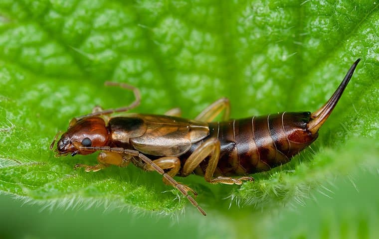 Keeping Earwigs At Bay: Top Techniques For Prevention And Control For ...