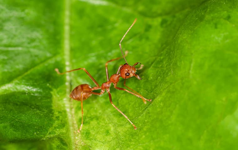 Blog - A Guide To Fire Ant Control In Frisco