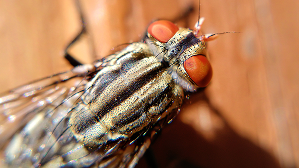 Blog - Seven Simple Yet Effective Fly Control Tips For Fort Worth, TX Homes