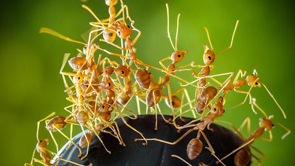 Blog - How To Get Rid Of Acrobat Ants In Fort Worth