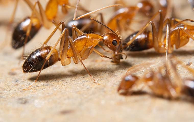 Why Ants Can Stay Active In Your Houston Home During Winter
