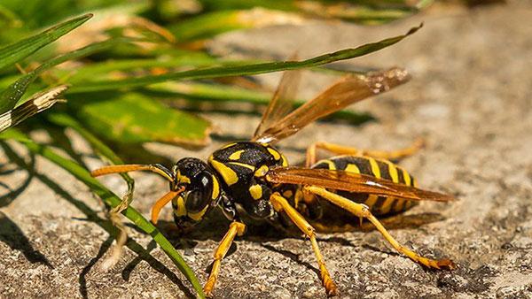 Help! There Are Stinging Insects Taking Over My Yard In The Woodlands