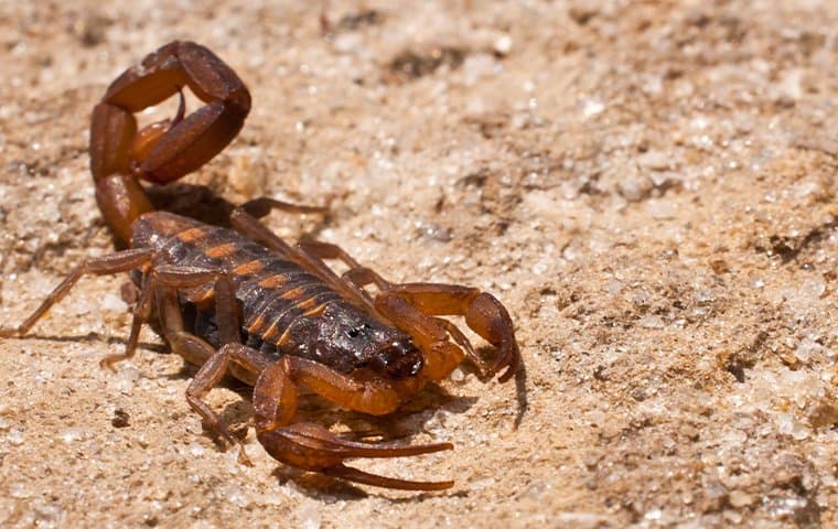 The Ultimate Guide To Scorpion Control In Houston: Expert Advice And ...