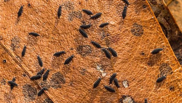 What Every Sugar Land Resident Should Know About Springtail Control