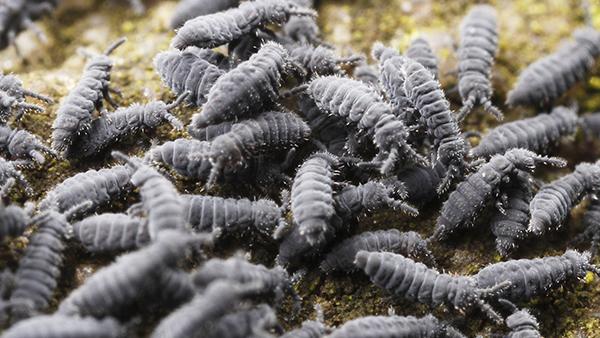 Blog - Houston Homeowners' Ultimate Springtail Management Guide