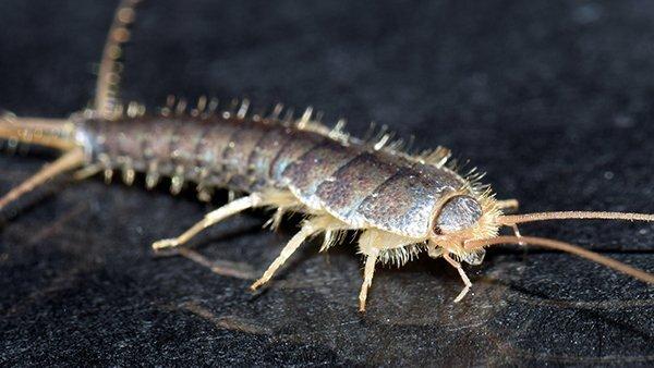 Blog - Why Do I Have Silverfish In My Frisco Home?