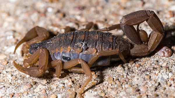Blog - The Truth About Scorpions In Dallas
