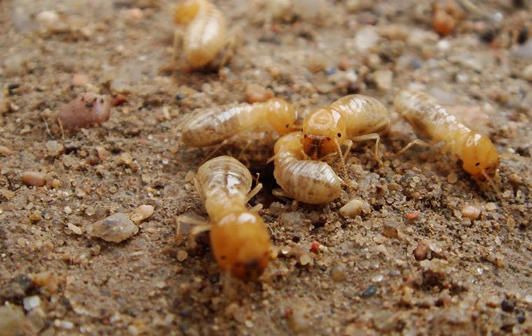The Ultimate Guide To Termite Prevention: Safeguarding Your Houston Home