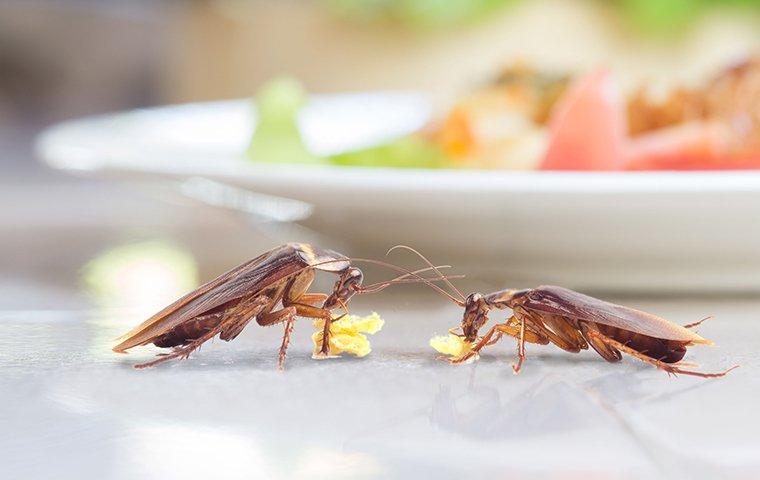 Roach Removal 101: What It Takes To Eliminate An Infestation In Your ...