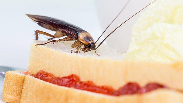 Blog - Why You Need To Take Cockroach Control For Your Plano Home More ...