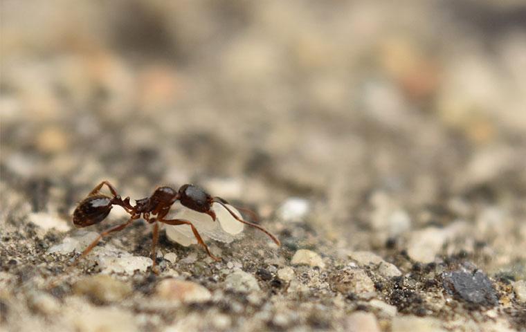 Guide To Ant Species In Houston