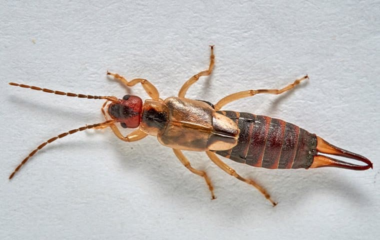 Blog - Defending Your Plano Home: A Comprehensive Guide To Earwig ...