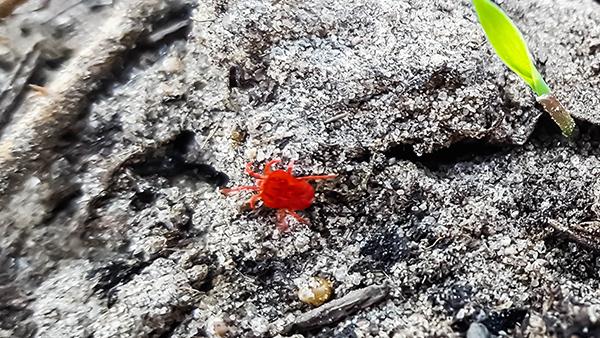 How To Identify And Get Rid Of Chiggers In Your Fort Worth Home