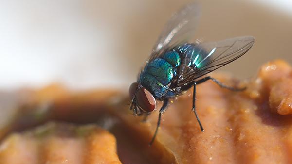 Why You Don't Want Flies Hanging Around Your Houston Home