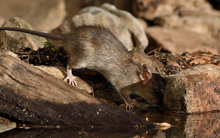 Rat Infestations: Prevention and Control Strategies for Your Sugar Land ...