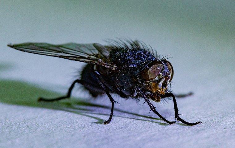 Help! There Are Flies All Around My Fort Worth Home