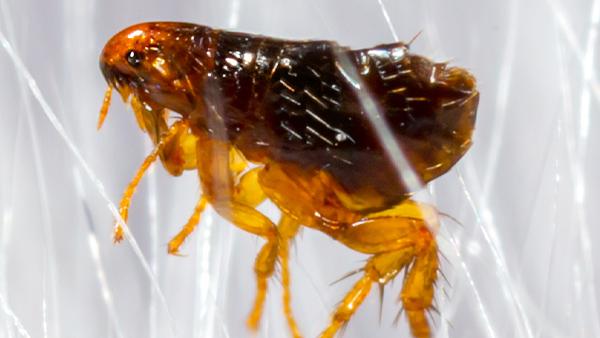 Blog - Houston, TX Homeowners' Complete Guide To Effective Flea Control