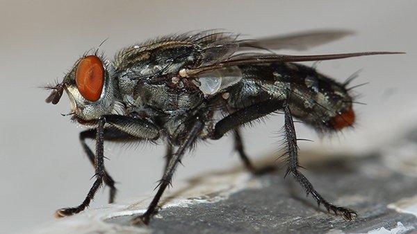 Blog - The Secret To Effective Fly Control In Houston