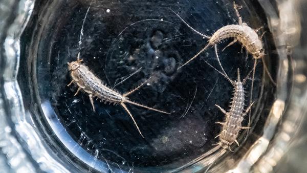 Why Silverfish Infest Homes In The Woodlands And How To Keep Them Out