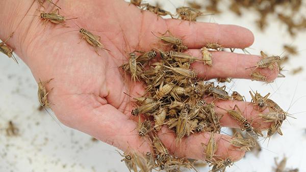 A Cricket Infestation Can Be A Big Problem For Your Houston Home