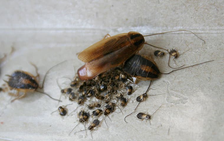 Is DIY Roach Control Worth The Time, Money And Hassle In Sugar Land?
