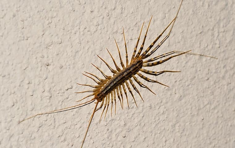 The Ultimate Guide To Centipede Prevention And Control For Your Fort ...