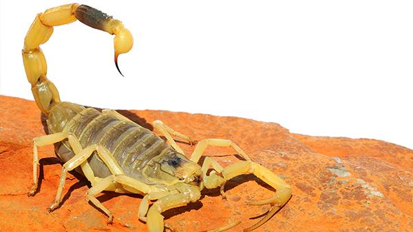 Getting Rid Of Scorpions On Your Houston Property And Keeping Them Away