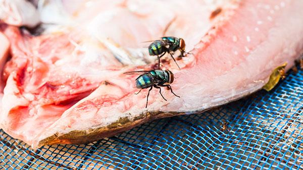 Blog - How To Get Rid Of Blow Flies In Houston