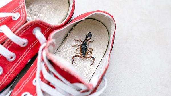 Let's Talk About Scorpion Control In Houston