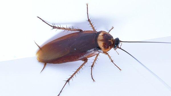 Blog - Four Straightforward Cockroach Control Tips For Frisco Property ...