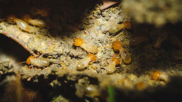 Blog - A Guide To Subterranean Termite Control For Houston Property Owners