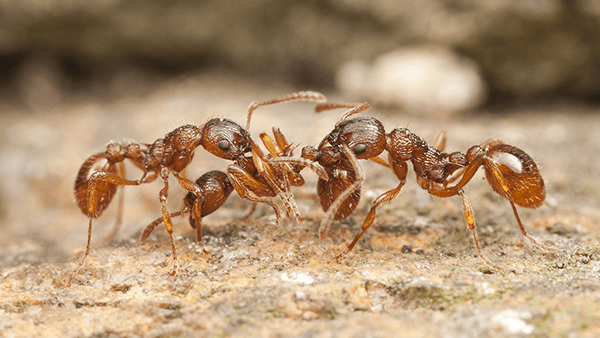 Blog - How To Get Rid Of Fire Ants On Houston, TX Properties
