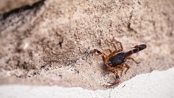 How Do I Get Rid Of Scorpions Around My Houston Yard?
