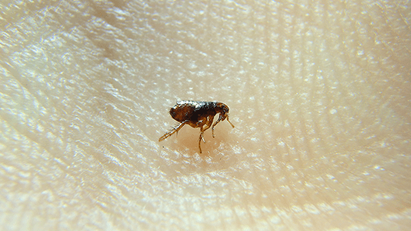 Blog - How To Keep Fleas Out Of Your Dallas Home