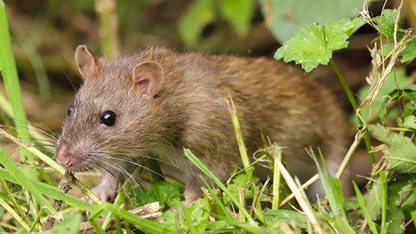 Blog - How To Get Rid Of Rodents On Your Houston Property
