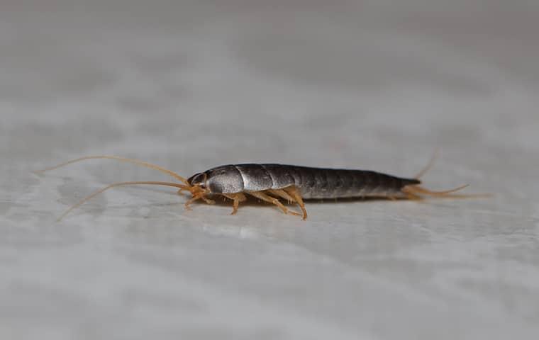 Stop Silverfish In Their Tracks: Top Techniques For Control For Dallas ...