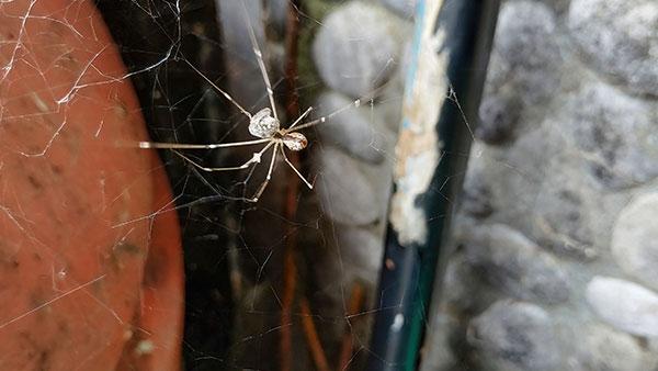 What You Should Know About Spider Control In The Woodlands