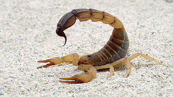 The Best Way To Get Rid Of Scorpions Around Your Fort Worth Property