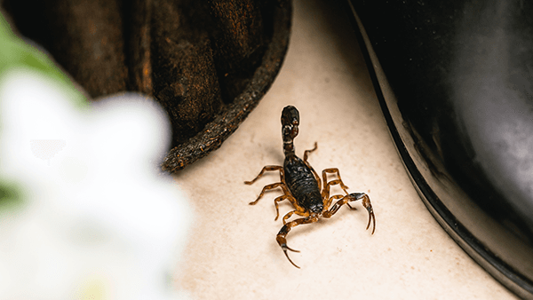 Blog - Plano’s Easy & Effective Scorpion Control Guide
