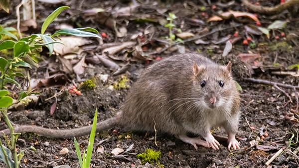 Why Rats Invade Fort Worth Homes And How To Keep Them Out
