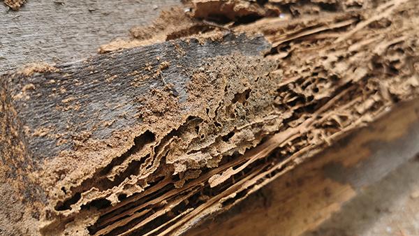 Blog - How To Know If You Have A Termite Problem On Your Houston, TX ...