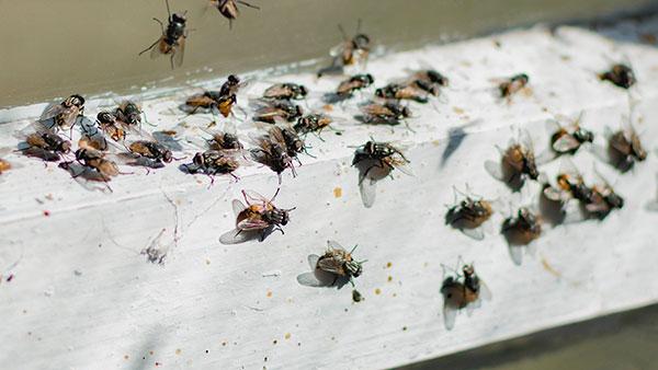 Let's Talk About Fly Control In Frisco