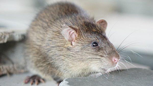 Blog - Houston’s Complete Guide To Effective Rat Control