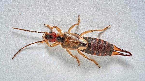 The Complete Guide To Effective Earwig Control For Fort Worth Property ...